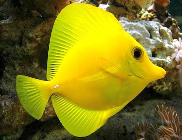 Yellow Tang (Zebrasoma flavescens)Tropical Fish Keeping