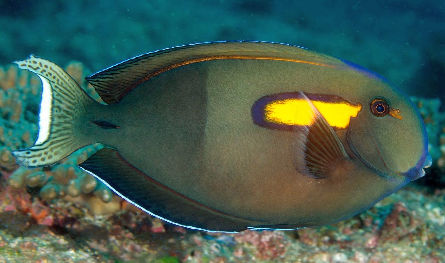 tropical fish keeping - Tropical Fish Keeping