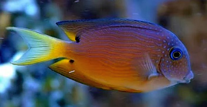 Two Spot Bristletooth Tang (Ctenochaetu binotatus)