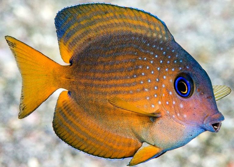Two Spot Bristletooth Tang (Ctenochaetu binotatus)