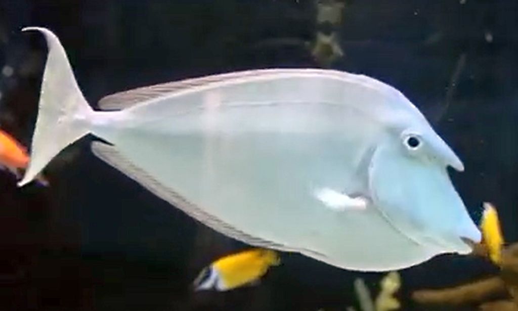 Unicorn Tang (Naso unicornis) - Tropical Fish Keeping