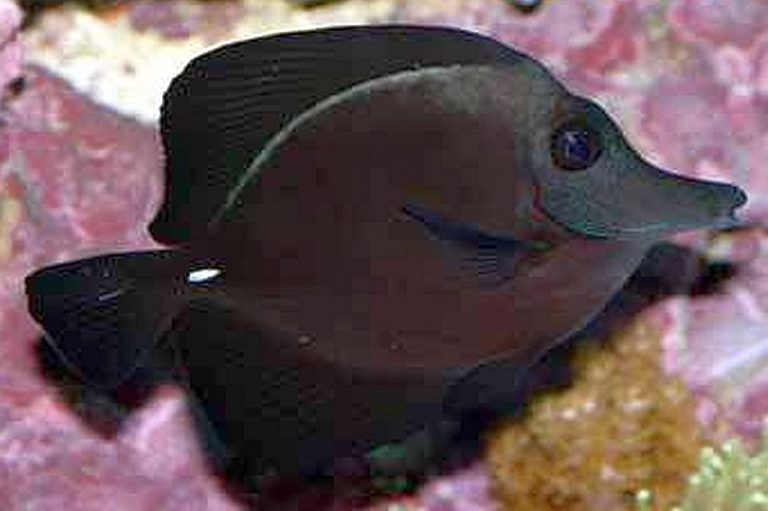 tropical fish keeping - Tropical Fish Keeping