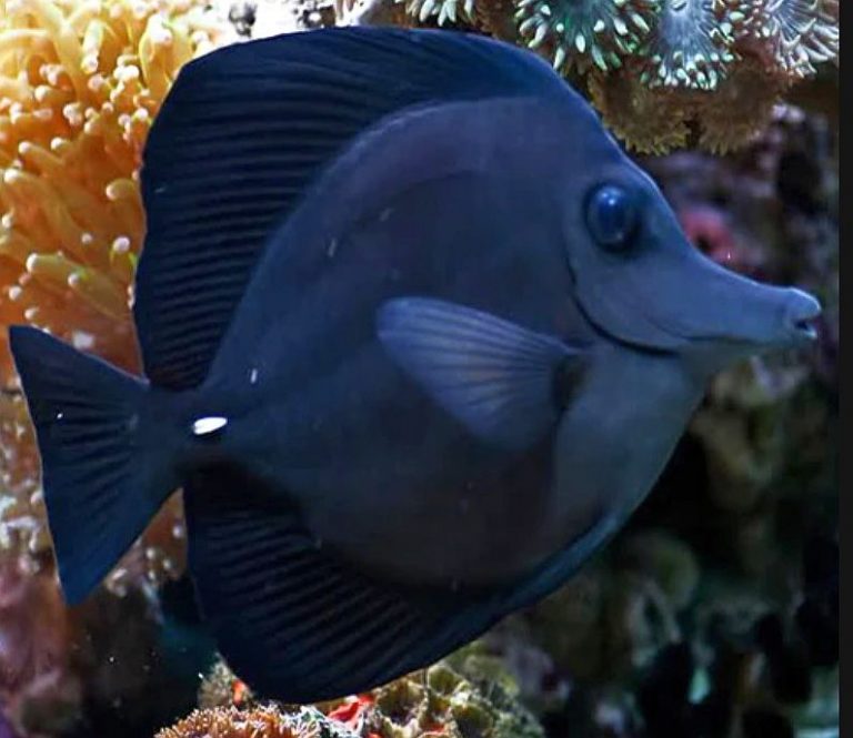 tropical fish keeping - Tropical Fish Keeping