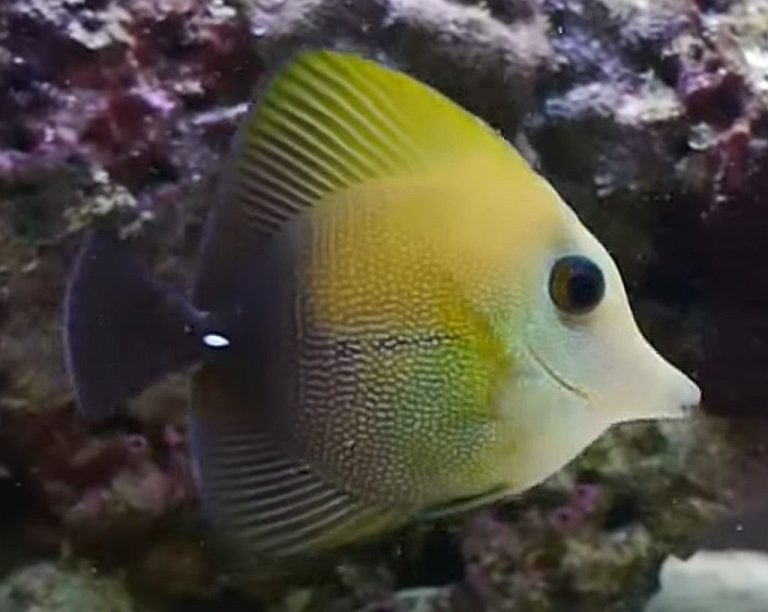 Scopas Tang (Zebrasoma scopas)