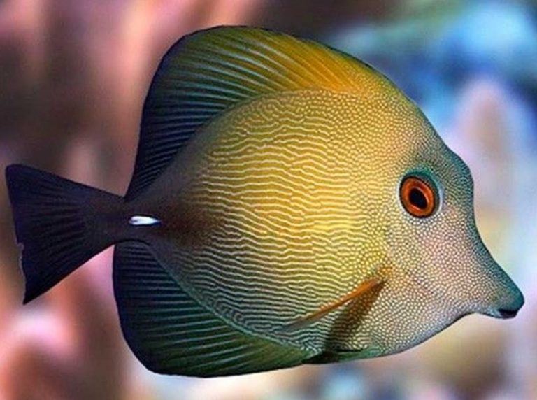 Scopas Tang (Zebrasoma scopas)