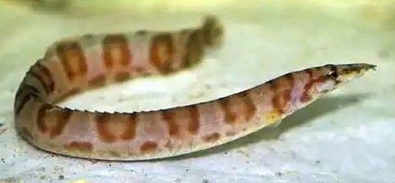 Tanganyikan Spiny Eel (Mastacembelus ellipsifer)