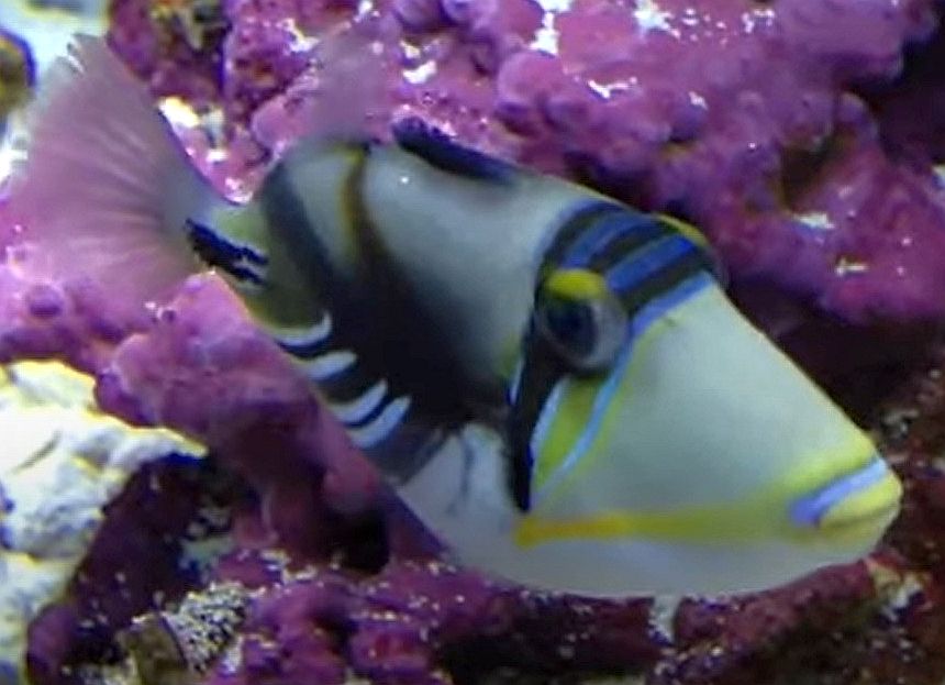 Picasso Triggerfish (Rhinecanthus aculeatus)