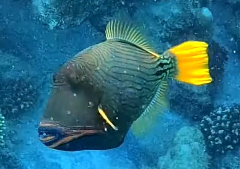 tropical fish keeping - Tropical Fish Keeping