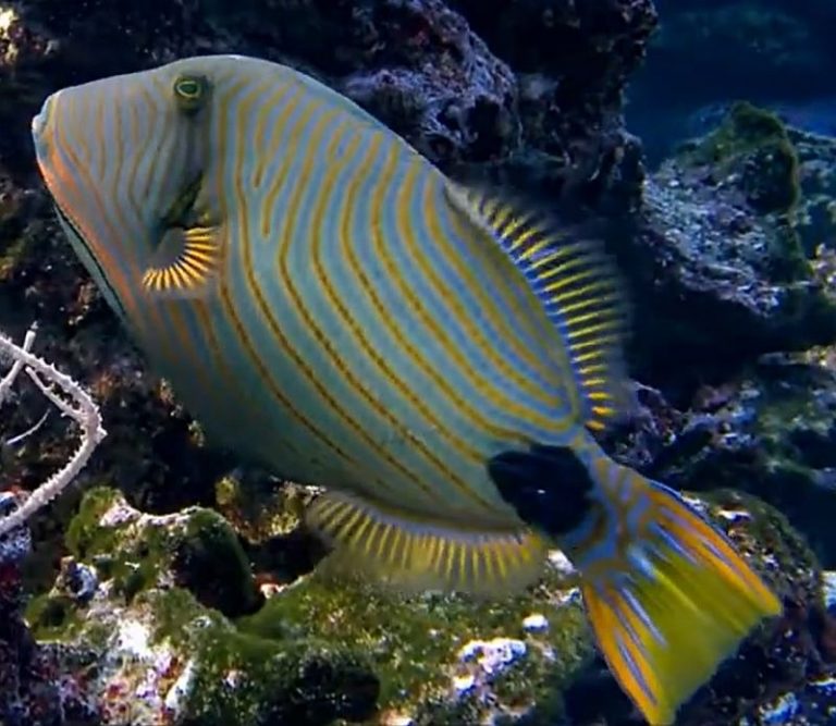 tropical fish keeping - Tropical Fish Keeping