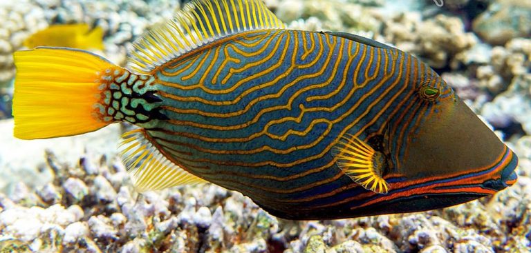 tropical fish keeping - Tropical Fish Keeping