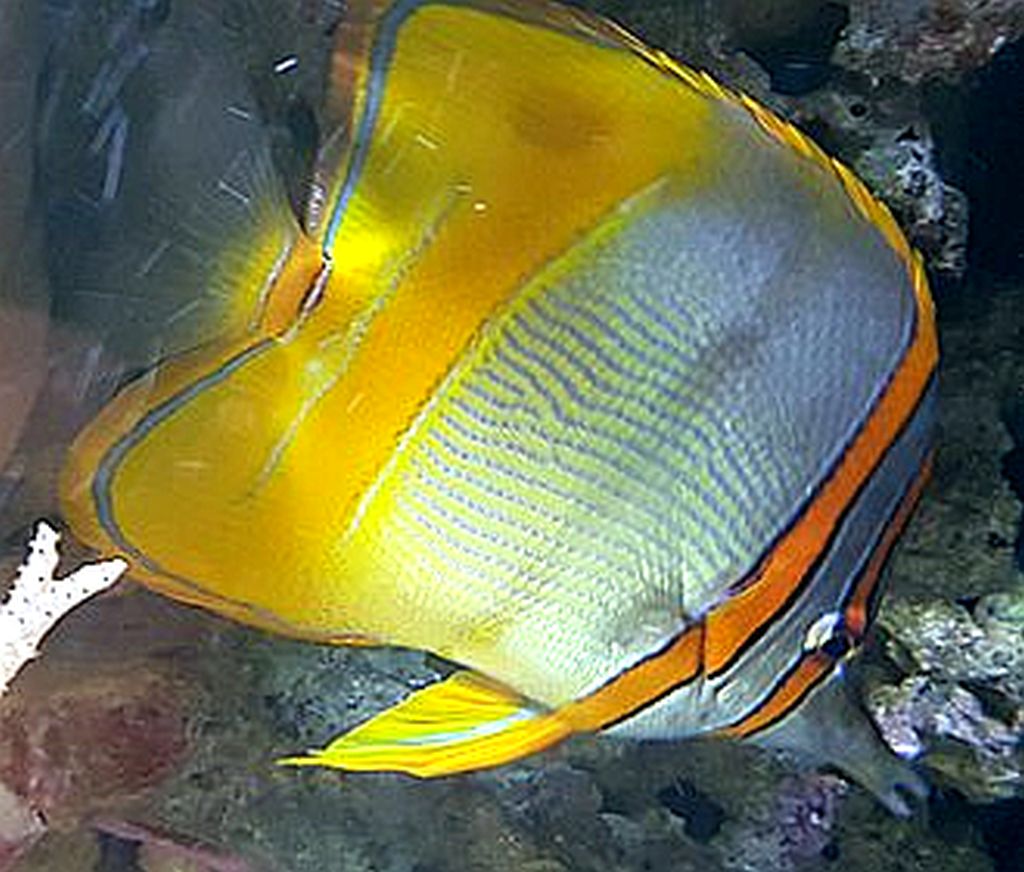 tropical fish keeping - Tropical Fish Keeping