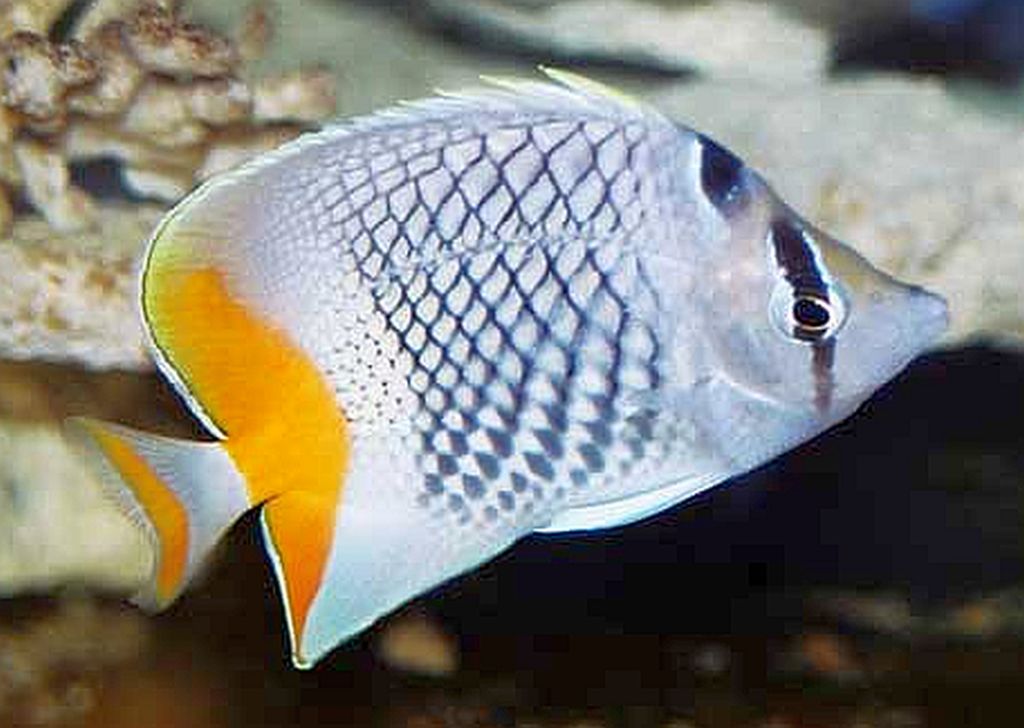 Pearlscale Butterflyfish (Chaetodon xanthurus)
