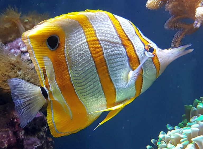 tropical fish keeping - Tropical Fish Keeping