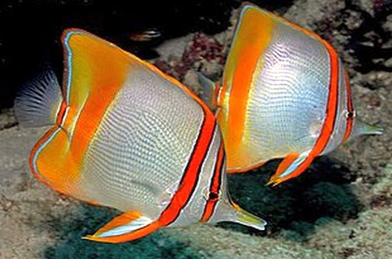 tropical fish keeping - Tropical Fish Keeping