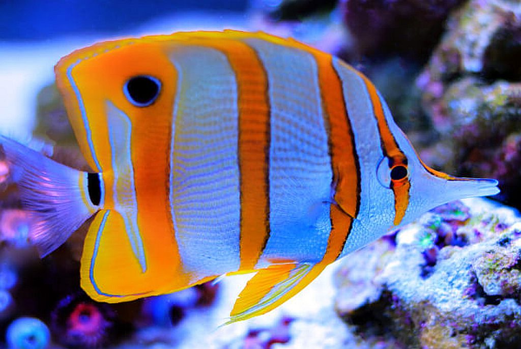 tropical fish keeping - Tropical Fish Keeping