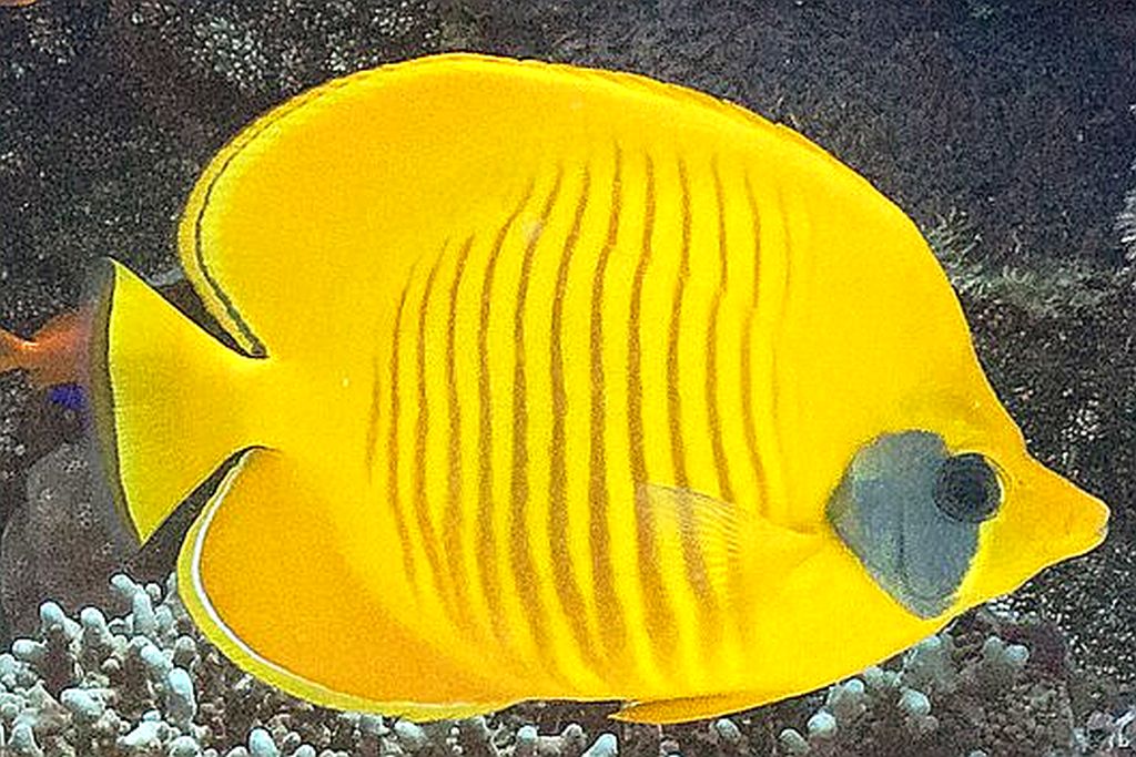 tropical fish keeping - Tropical Fish Keeping