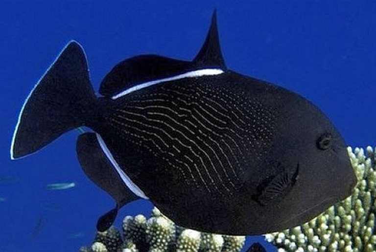 Indian Trigger (Melichthys indicus) - Tropical Fish Keeping