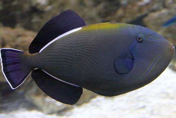 Tropical Fish Keeping - Tropical Fish Keeping for fresh and saltwater ...