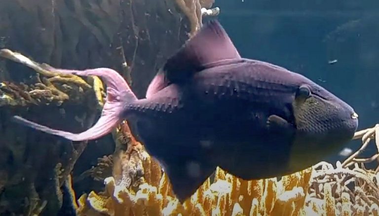 Niger Triggerfish (Odonus niger)