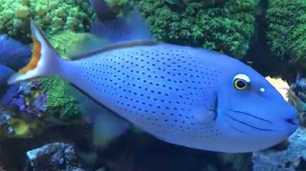 tropical fish keeping - Tropical Fish Keeping