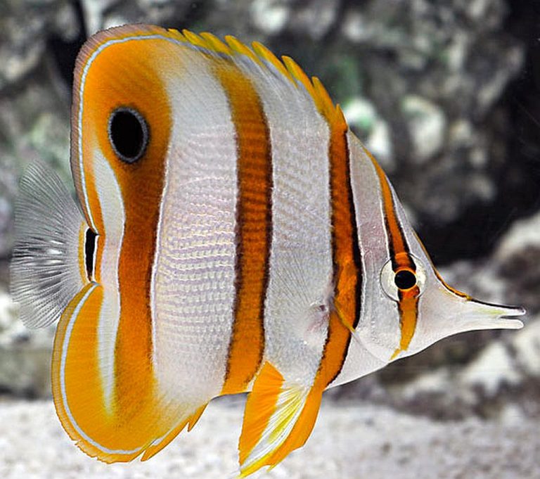 tropical fish keeping - Tropical Fish Keeping