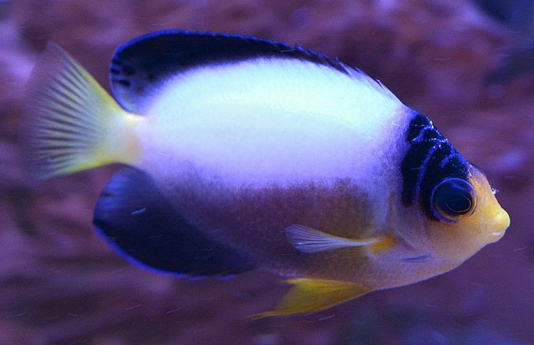 tropical fish keeping - Tropical Fish Keeping