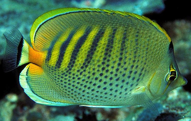 tropical fish keeping - Tropical Fish Keeping