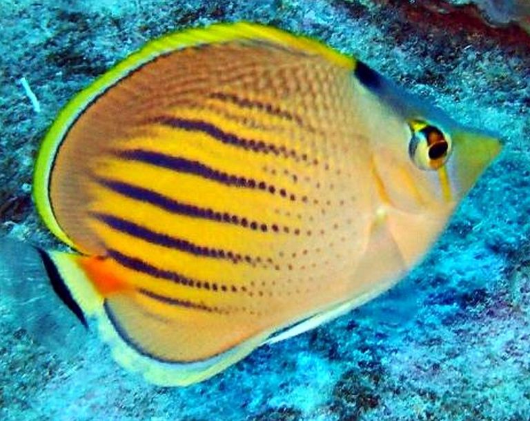 tropical fish keeping - Tropical Fish Keeping