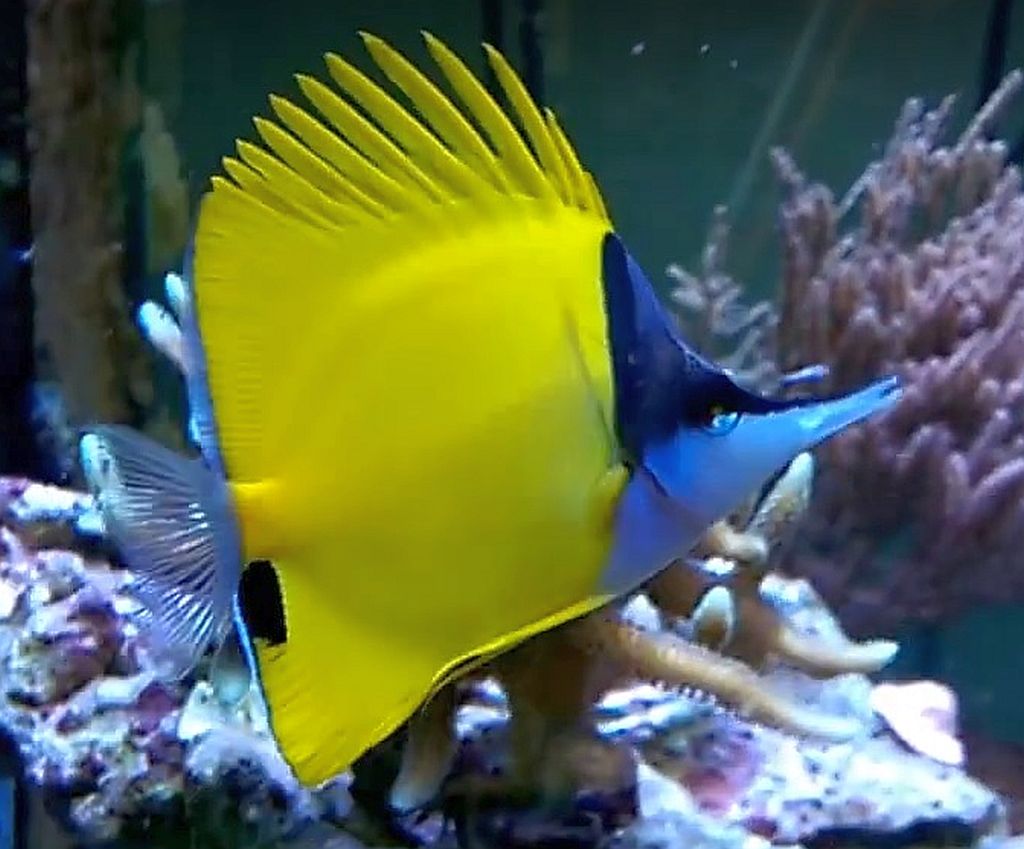 Yellow Longnose Butterflyfish (Forcipiger flavissimus)