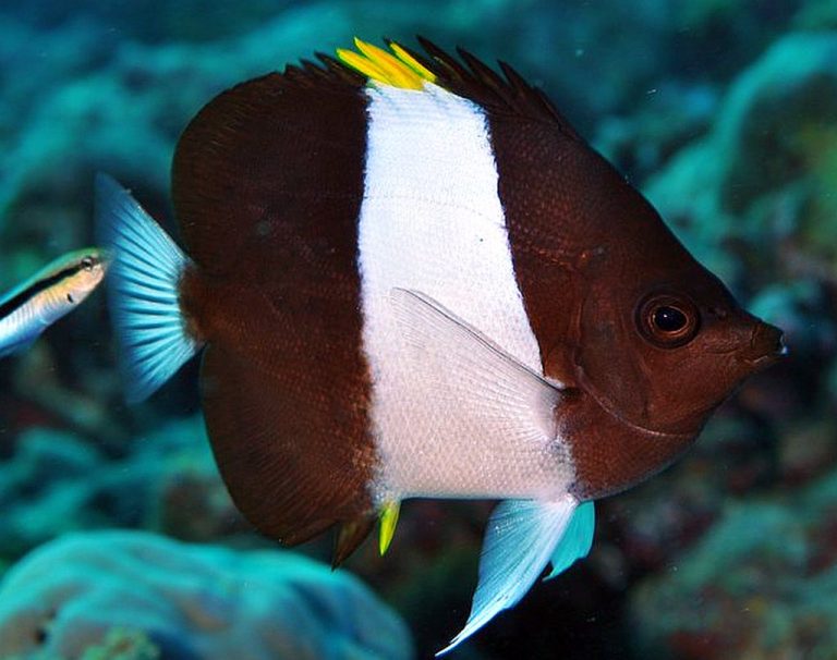 tropical fish keeping - Tropical Fish Keeping