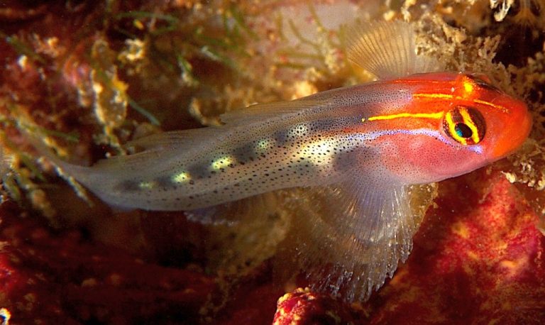 tropical fish keeping - Tropical Fish Keeping