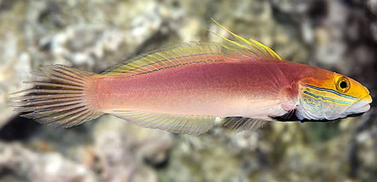 Bella Goby (Valencienna bella) - Tropical Fish KeepingTropical Fish Keeping