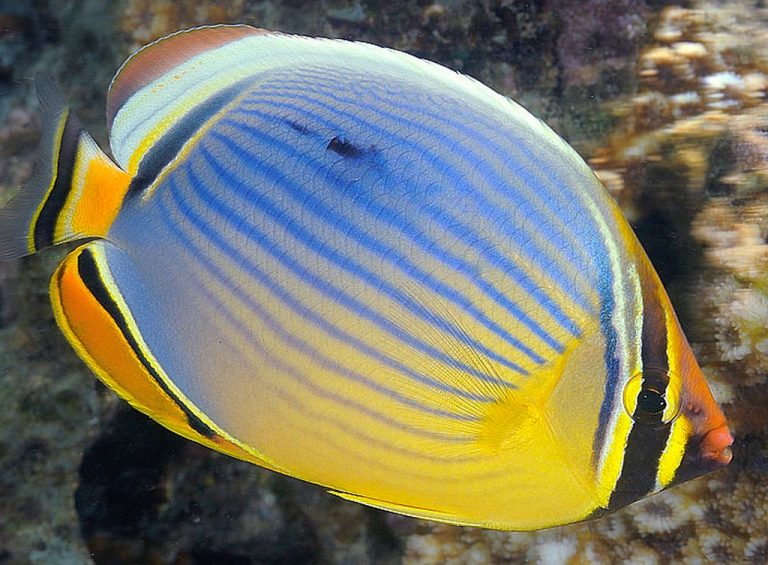 Melon Butterflyfish (Chaetodon trifasciatus)