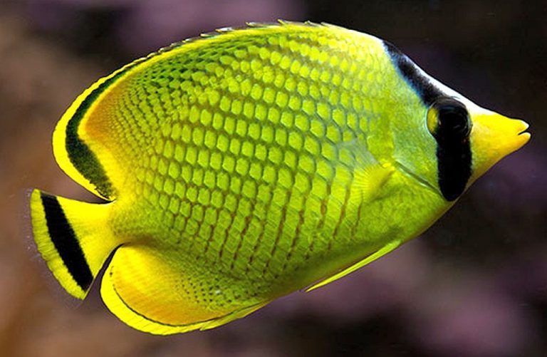 tropical fish keeping - Tropical Fish Keeping