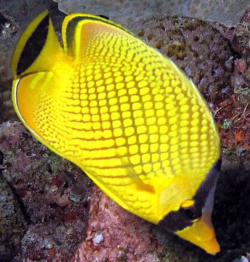 tropical fish keeping - Tropical Fish Keeping