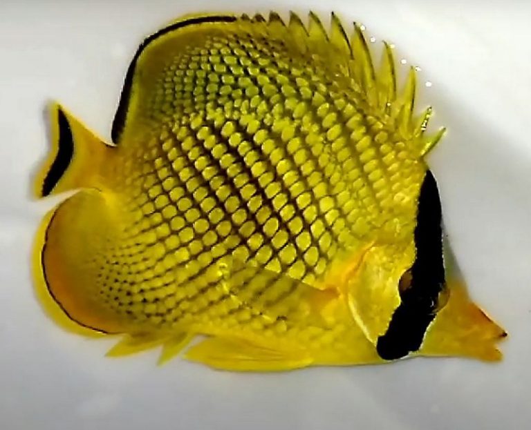 tropical fish keeping - Tropical Fish Keeping