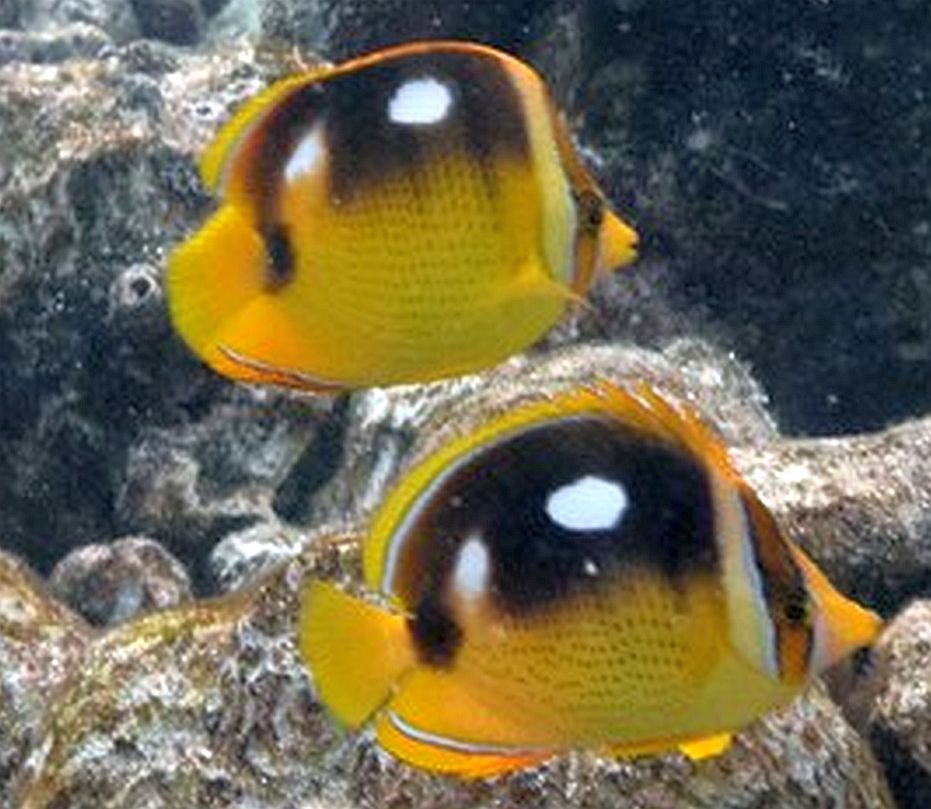 Fourspot Butterflyfish (Chaetodon quadrimaculatus)