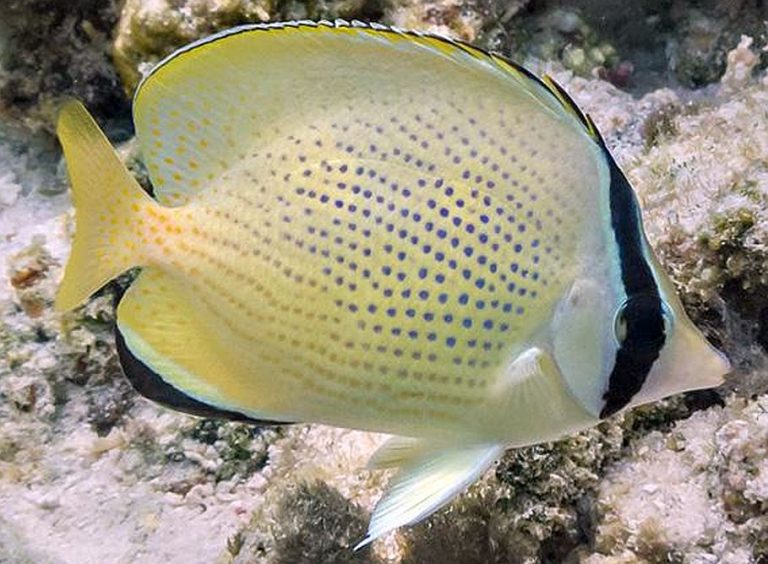 tropical fish keeping - Tropical Fish Keeping