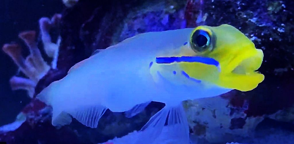 Golden Head Sleeper Goby (Valenciennea strigata)