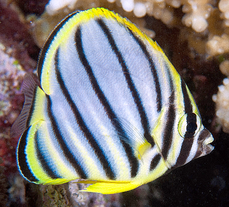 tropical fish keeping - Tropical Fish Keeping