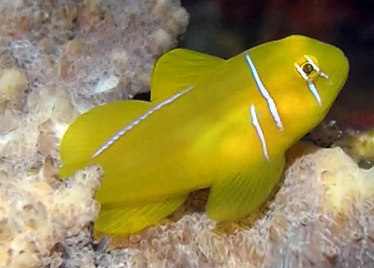 Citrinis Clown Goby (Gobiodon citrinus)