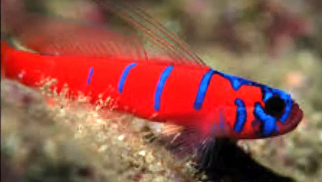 tropical fish keeping - Tropical Fish Keeping