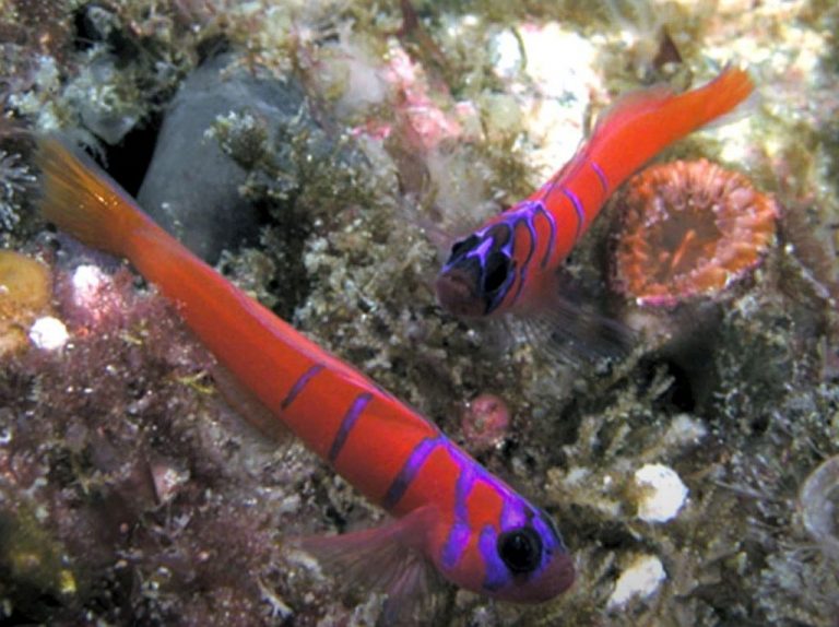 Catalina Goby (Lythrypnus dalli)