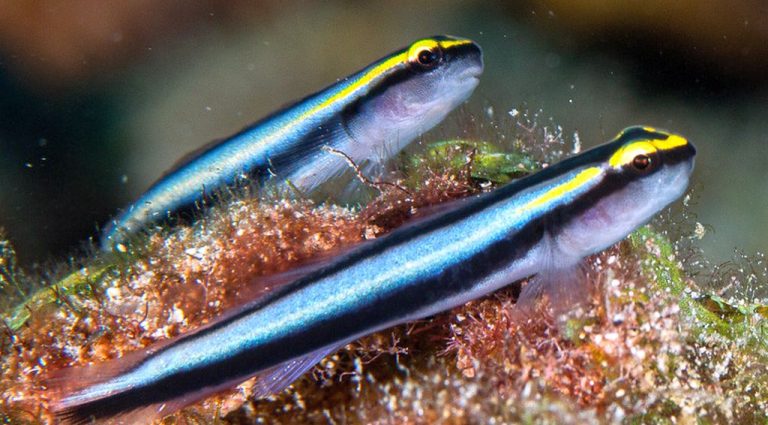 tropical fish keeping - Tropical Fish Keeping