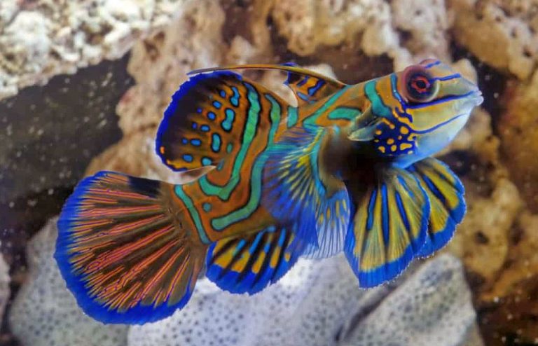 Mandarin Goby (Synchiropus splendidus)