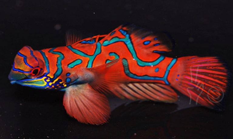 Mandarin Goby (Synchiropus splendidus)