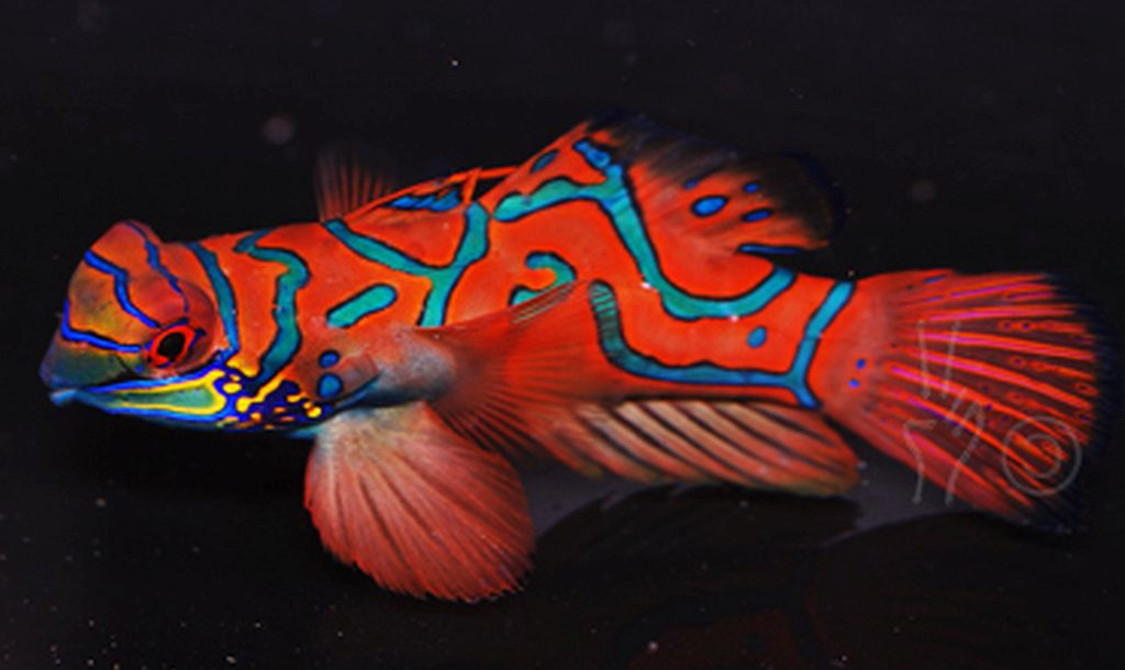 Mandarin Goby (Synchiropus splendidus)