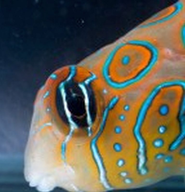 tropical fish keeping - Tropical Fish Keeping