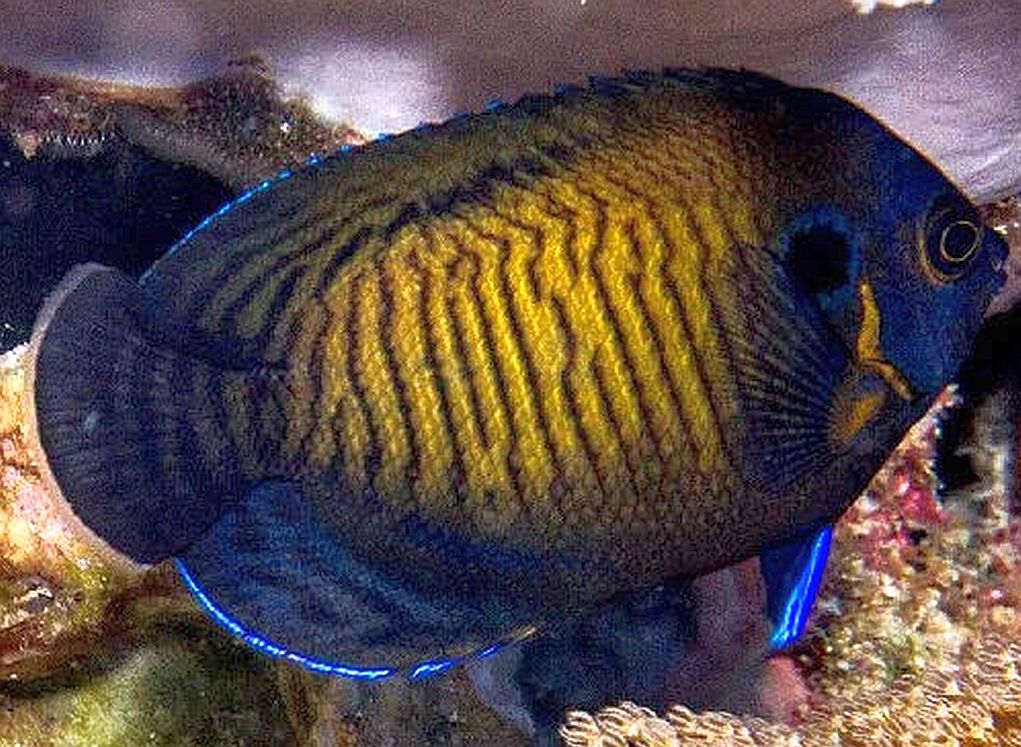 tropical fish keeping - Tropical Fish Keeping