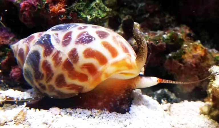 Tiger Nassarius Snail (Babylonia spirata) - Tropical Fish Keeping